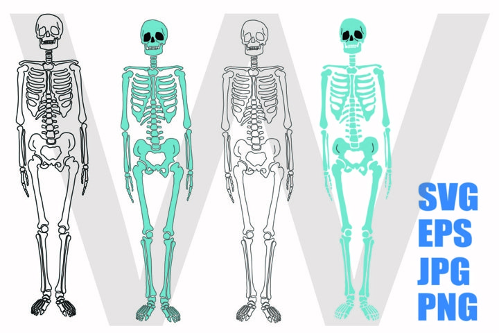 Skeleton Whole Body - SVG-EPS-JPG-PNG (818718) | Illustrations | Design ...