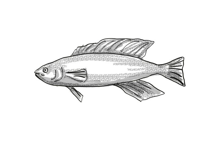 Butterfish New Zealand Fish Cartoon Retro Drawing (361232 ...