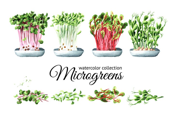 Microgreens. Watercolor collection (433982) | Illustrations | Design ...