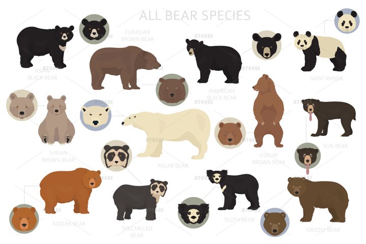 Bear species set (1006966) | Illustrations | Design Bundles