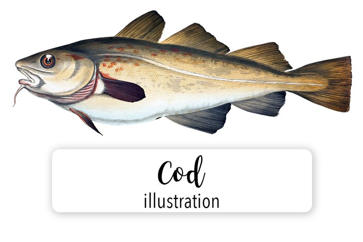 Cod Fish Clipart Vintage (120913) | Illustrations | Design Bundles
