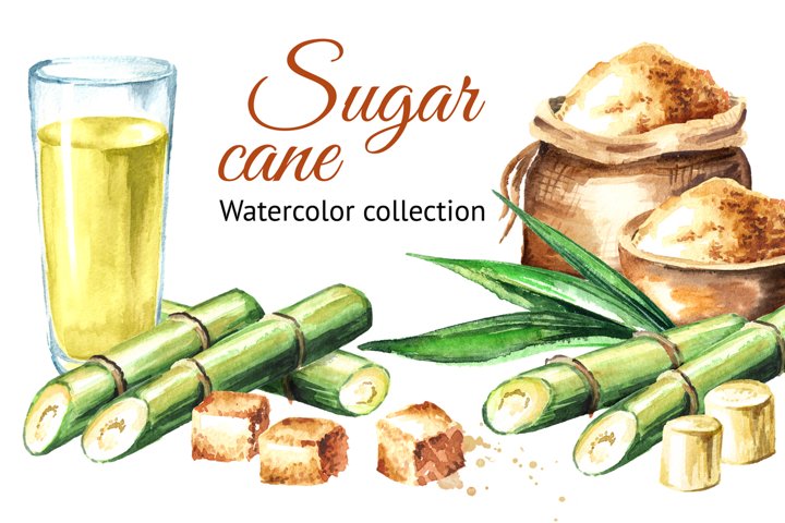 Sugar cane (158728) | Illustrations | Design Bundles