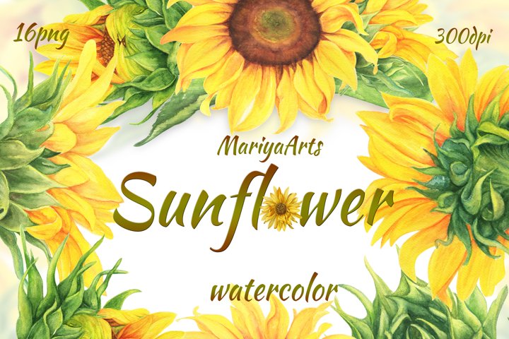 Sunflowers Clipart, Hand Painted Watercolor, Summer Flowers (663753 ...