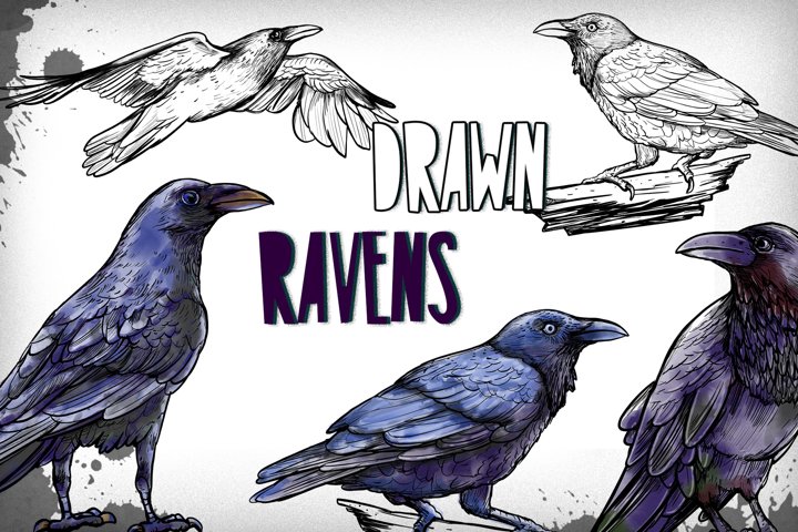 Drawn Ravens (542233) | Illustrations | Design Bundles
