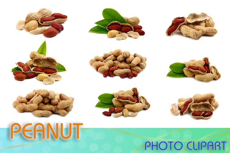 Peanut photo clipart