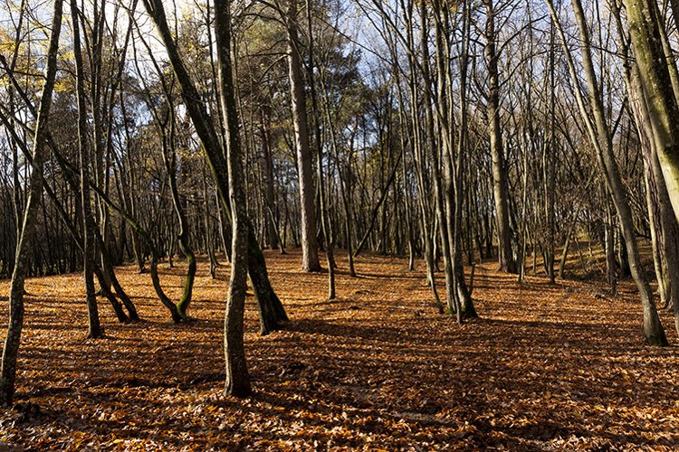 Hilly terrain with deciduous maple trees (717664)