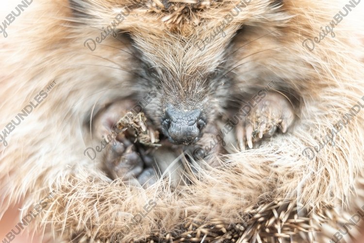 cute little wild prickly hedgehog animal curled up (2039868)