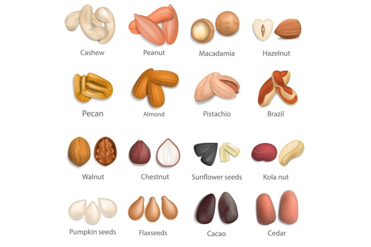 Nut types signed names mockup set, realistic style (491385)