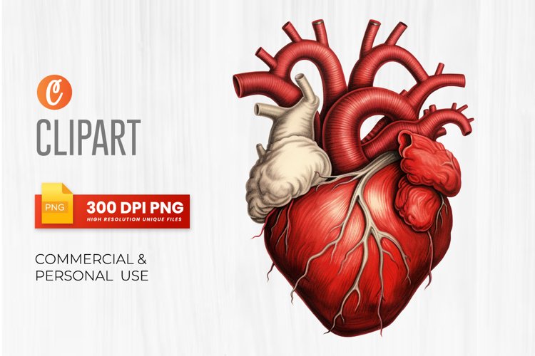 Human Heart Clipart | Design Bundles