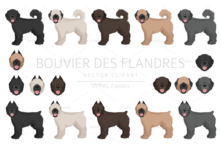 Bouvier des Flandres clipart (1480621) | Illustrations | Design Bundles