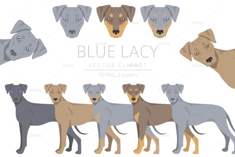 Blue Lacy clipart (1985975) | Illustrations | Design Bundles