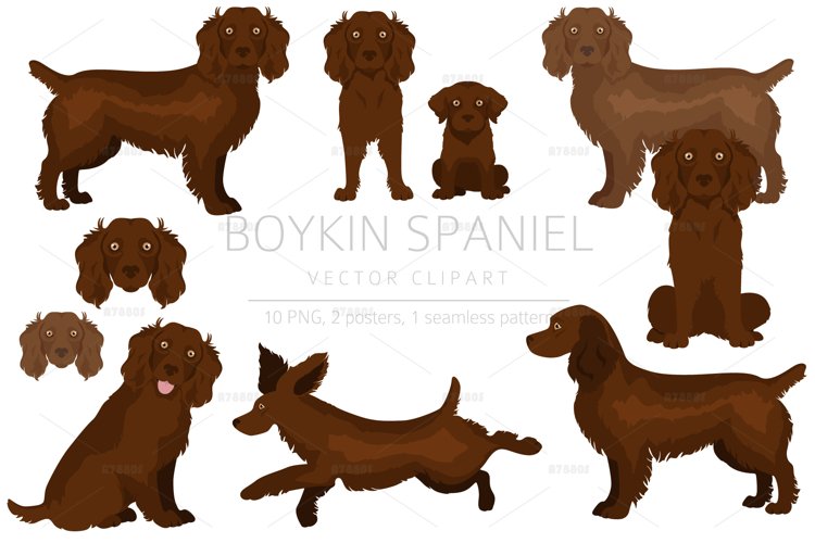 Boykin spaniel clipart (1484384) | Illustrations | Design Bundles