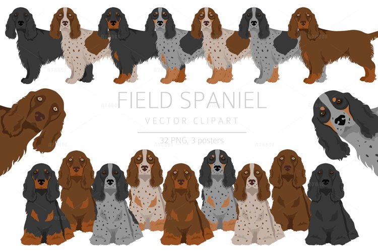 Field spaniel clipart