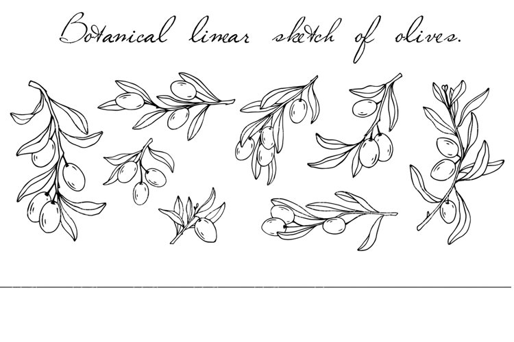 Botanical linear sketch of olives.