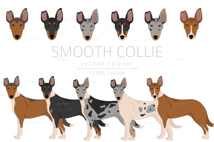 Smooth Collie clipart (1903333) | Illustrations | Design Bundles