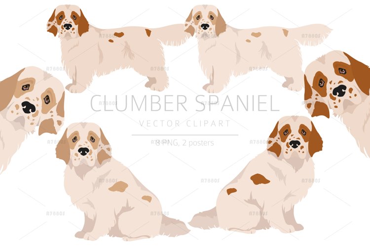Clumber spaniel clipart