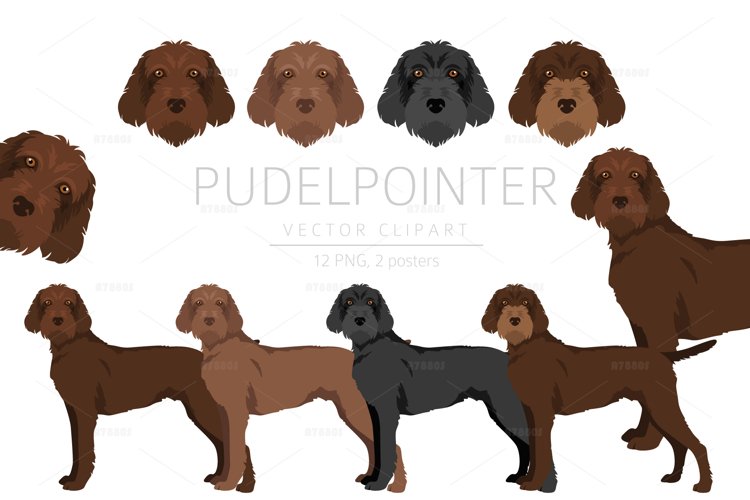 Pudelpointer clipart