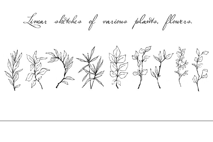 Linear sketches of various plants, flowers. (2381439)