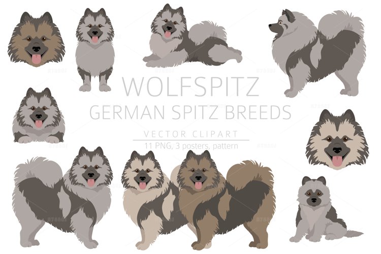 Wolfspitz Keeshond clipart (1638624) | Illustrations | Design Bundles