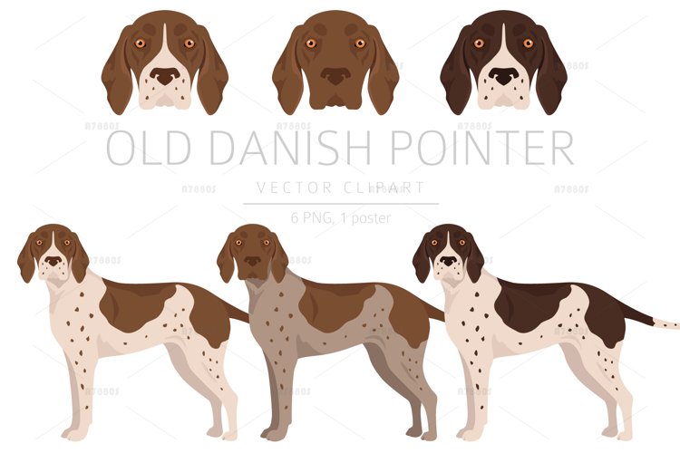 Old Danish Pointer clipart (2140192) | Illustrations | Design Bundles