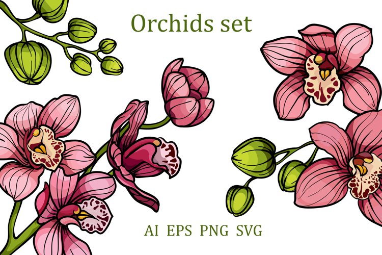 Pink orchid flowers, set