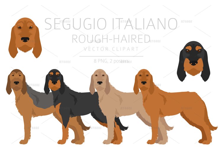 Rough-haired Segugio Italiano (1902388) | Illustrations | Design Bundles