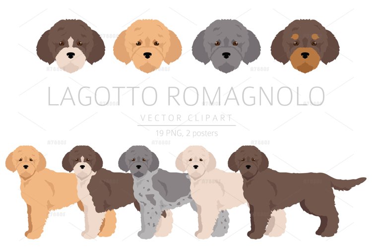 Lagotto Romagnolo clipart (1739480) | Illustrations | Design Bundles