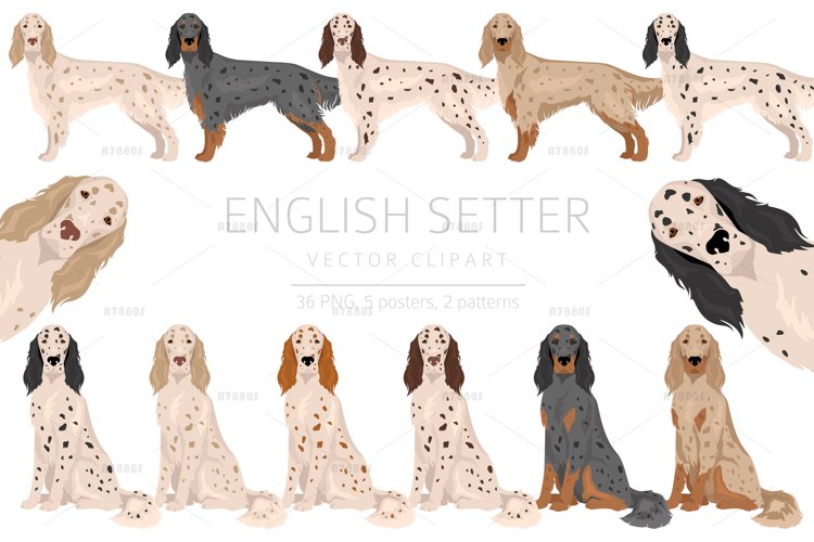 English Setter clipart (2446923)