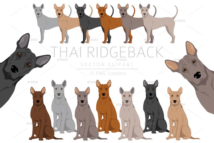 Thai Ridgeback clipart