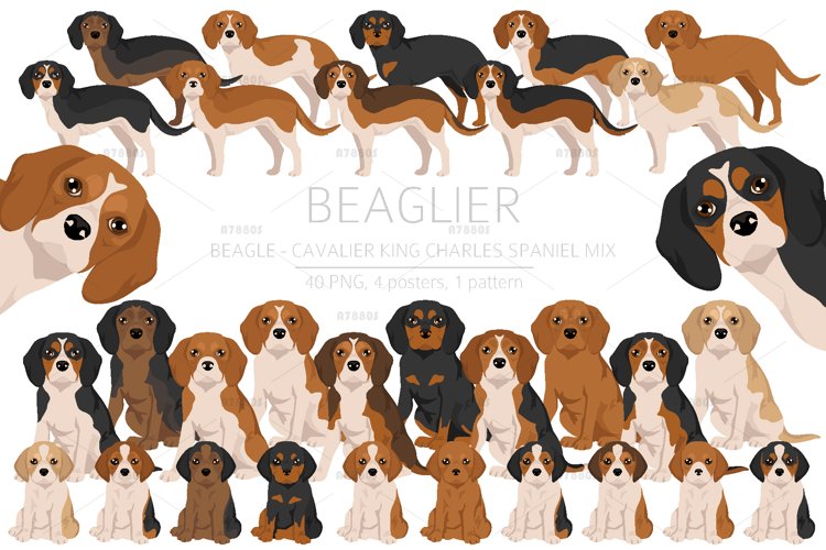 Beaglier-Beagle Cavalier Spaniel mix