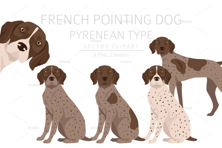 French Pointing dog Pyrenean type