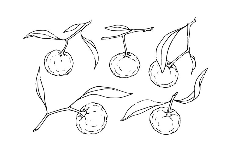 Set of sketches of mandarin fruits. (5299698)