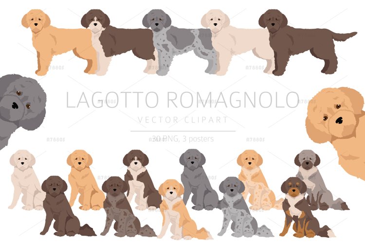Lagotto Romagnolo clipart
