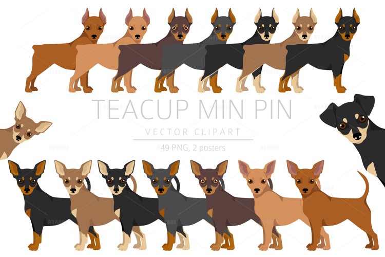 Teacup Miniature Pinscher clipart