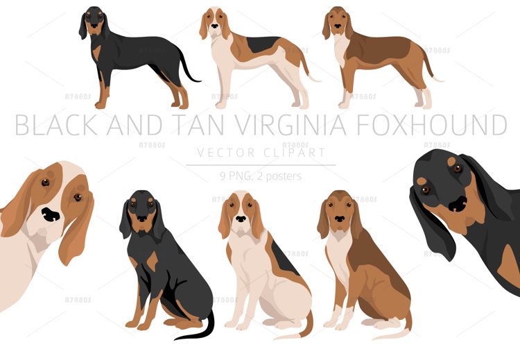 Black and Tan Virginia Foxhound