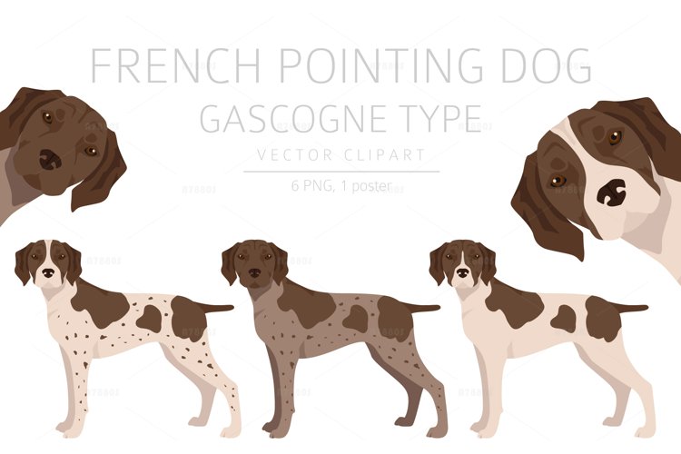French Pointing dog Gascogne type (2056912) | Illustrations | Design ...