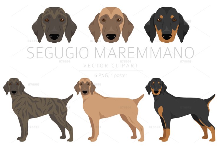 Segugio Maremmano clipart