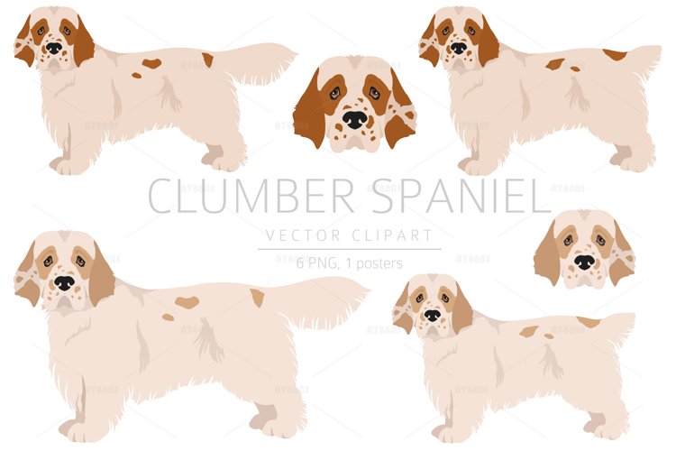 Clumber spaniel clipart (1546962) | Illustrations | Design Bundles