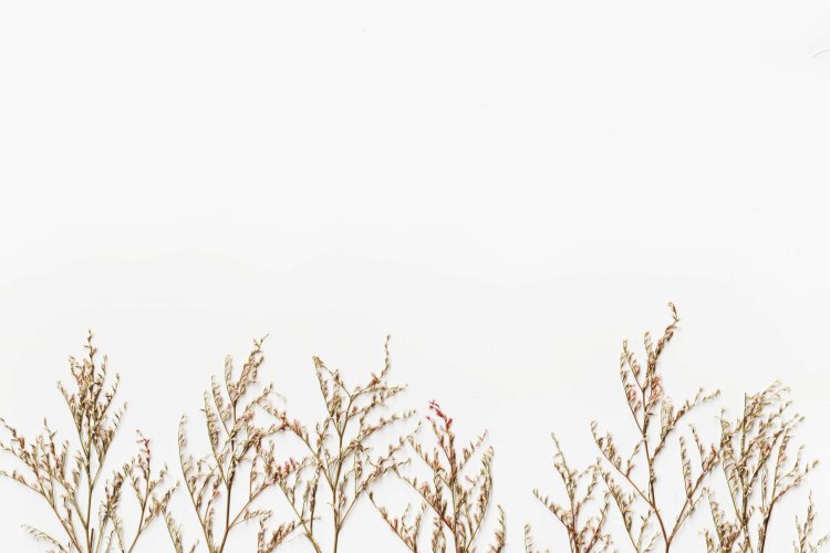 Dried flowers photo background (2449396)