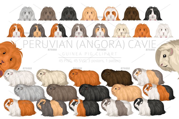 Peruvian Angora Guinea Pig