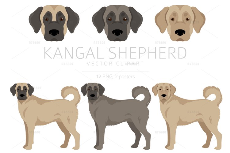 Kangal Shepherd clipart