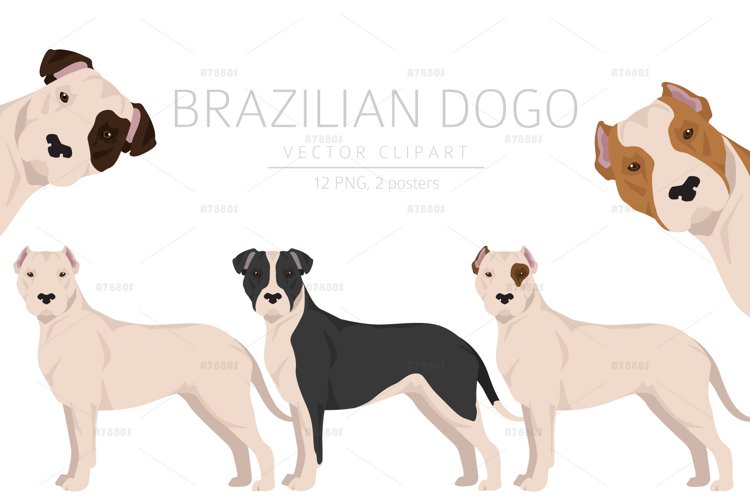 Brazilian Dogo clipart (1987574) | Illustrations | Design Bundles