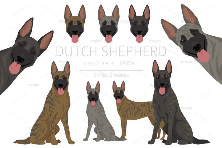 Dutch shepherd clipart