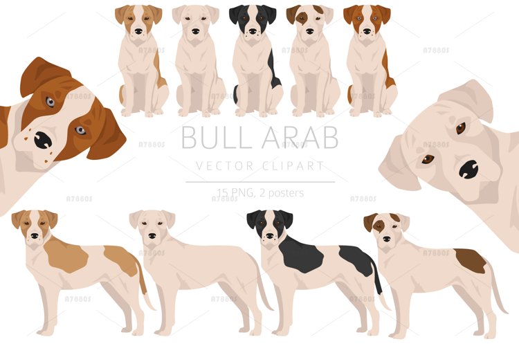 Bull Arab clipart (2408681)