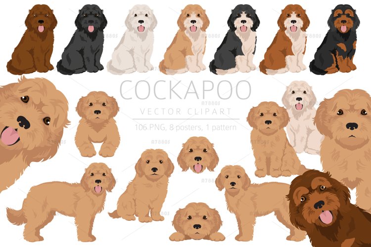 Cockapoo clipart (2022421)