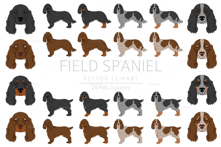 Field spaniel clipart (1610742) | Illustrations | Design Bundles