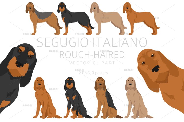 Rough-haired Segugio Italiano