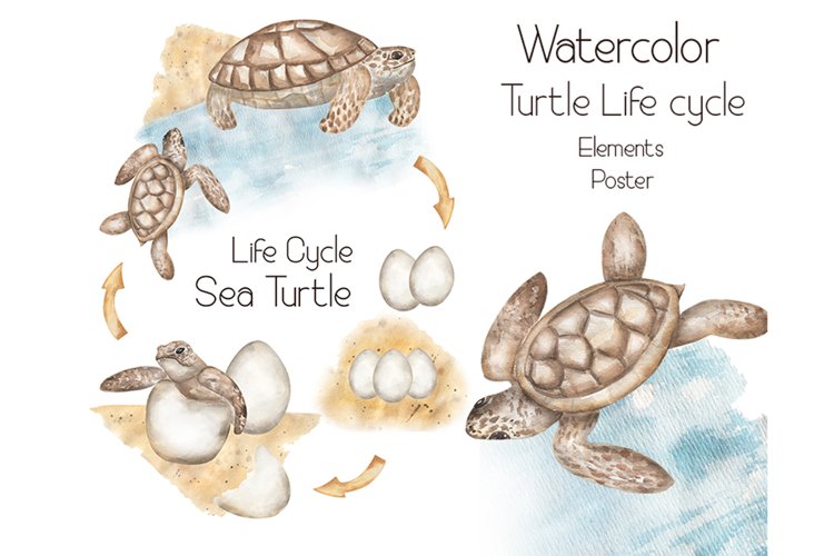 Watercolor Turtle Life Cycle (1418883) | Illustrations | Design Bundles