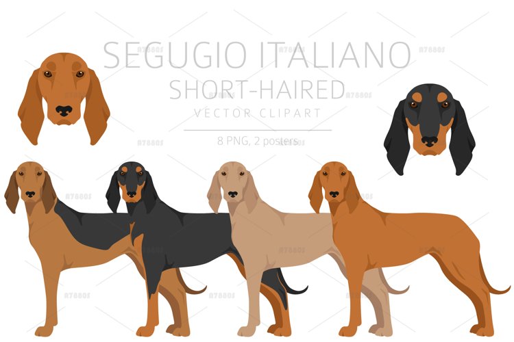 Short-haired Segugio Italiano