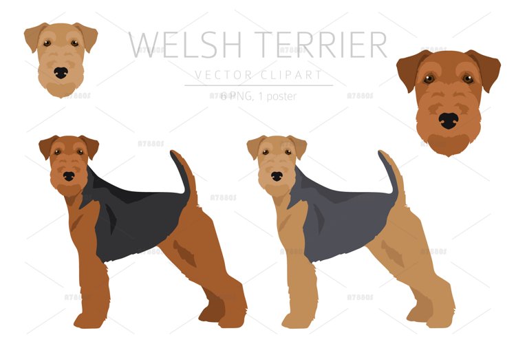 Welsh Terrier clipart